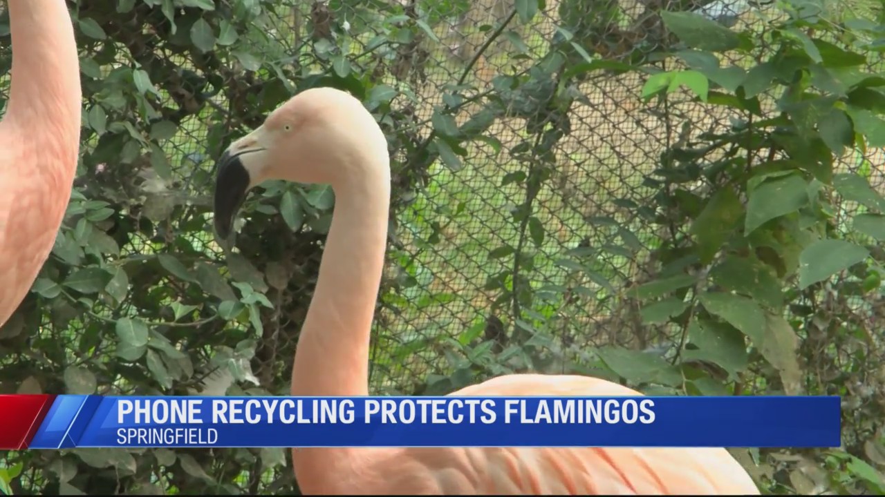 Old cell phones are saving flamingo homes