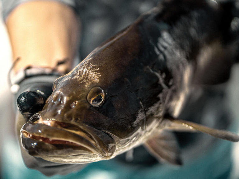 Pursuing Gag Grouper off Florida's Nature Coast