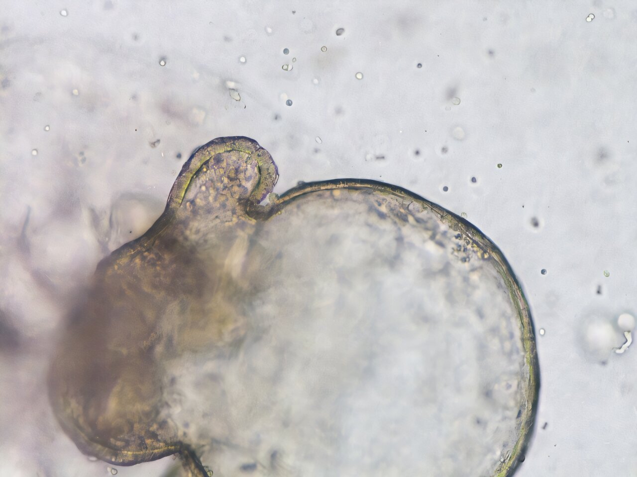 Organoids gone viral: Rabbit biocontrol sees advancement with efficient ...