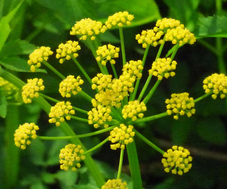 How to grow golden Alexander – for a native North American wildflower ...