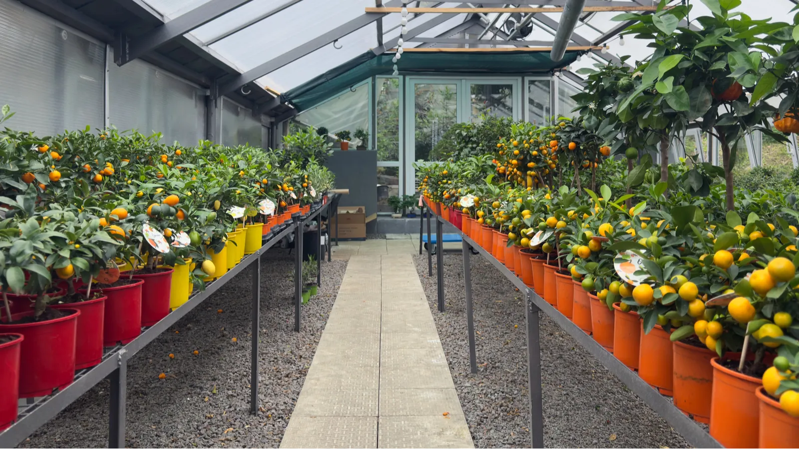 These summer fruits prove small-space gardening can deliver big results