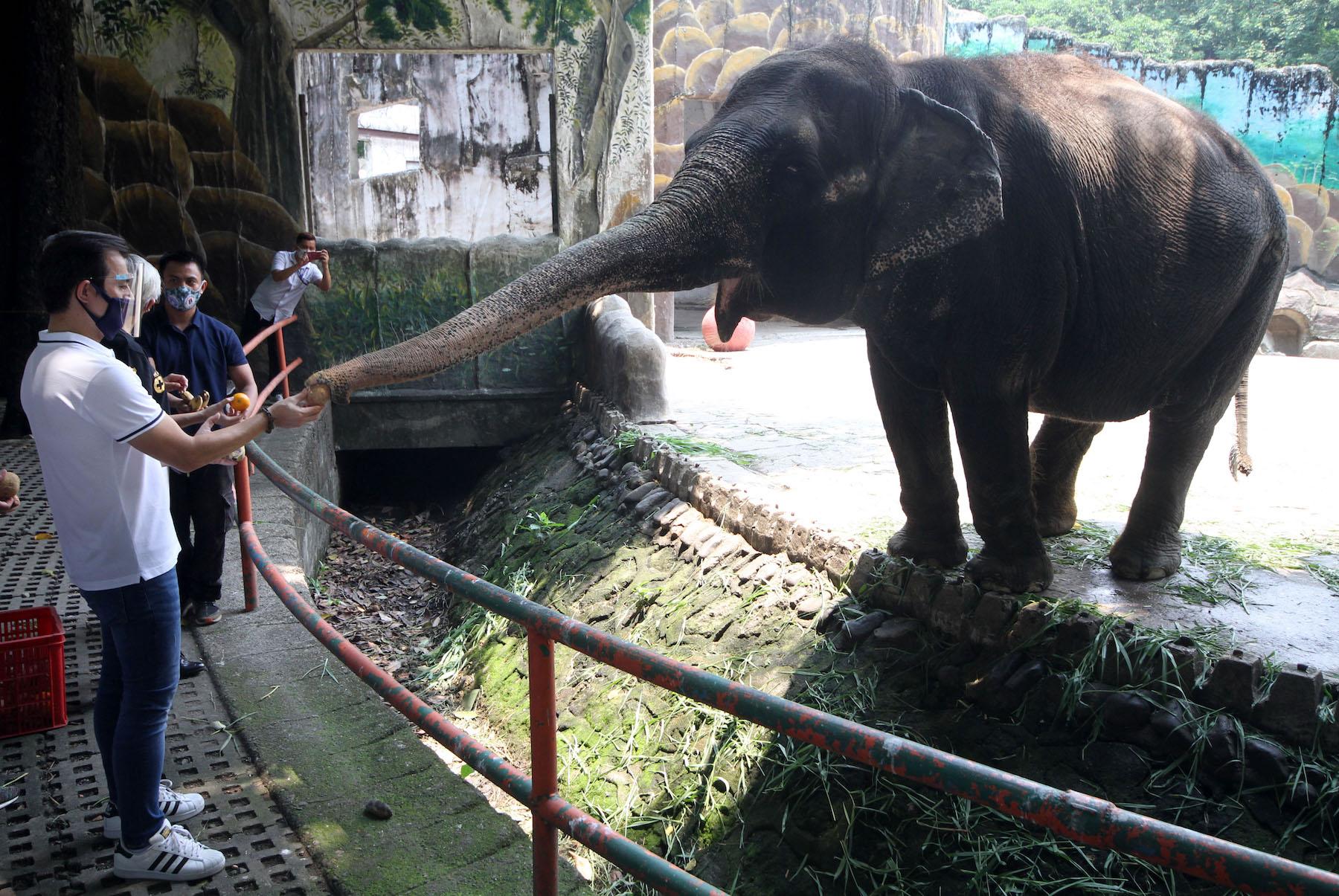 Mali the elephant's taxidermy specimen to be moved to National Museum