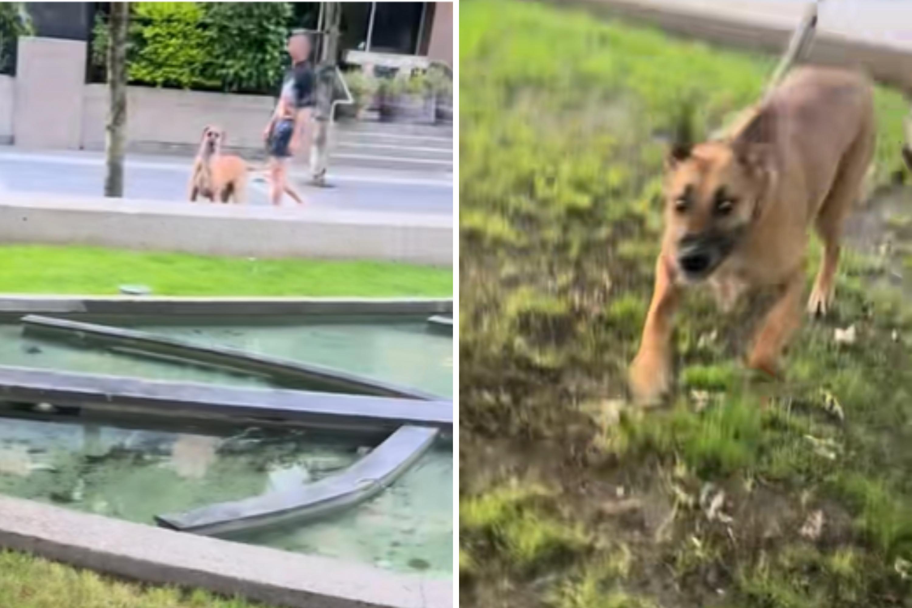 Woman reunited with ex-boyfriend's dog after 6 months—tears at his reaction