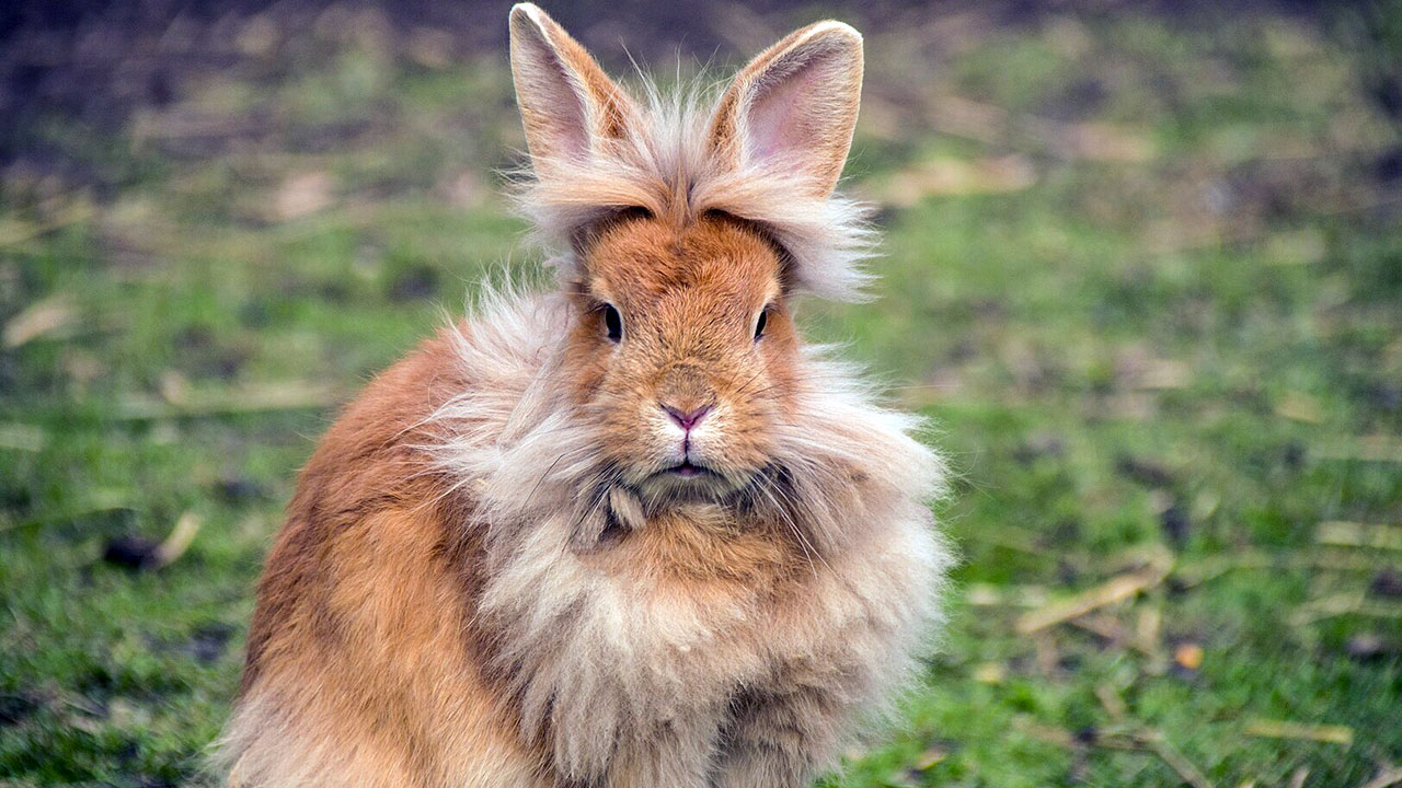 10 rabbit breeds with the softest fur