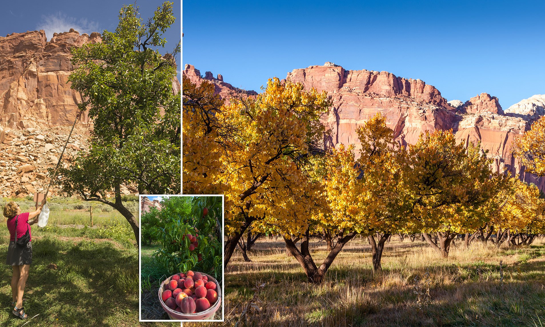 Tourists at Utah's historic orchards are left bitterly disappointed by ...