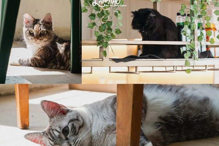 4 Rekomendasi Kafe Kucing di Berbagai Kota yang Dapat Menghilangkan ...