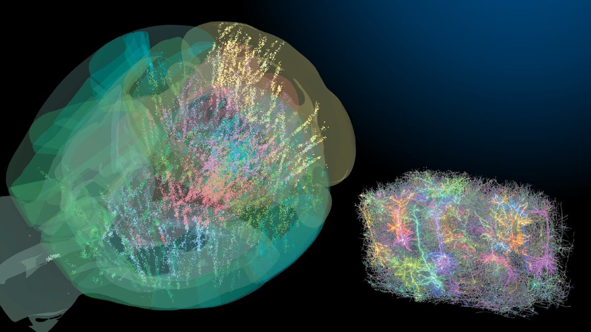 Scientists map mouse brain neurons during decision-making, hinting at ...