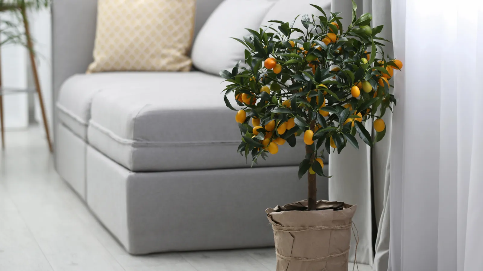 Why some people grow citrus trees indoors (even in small apartments)