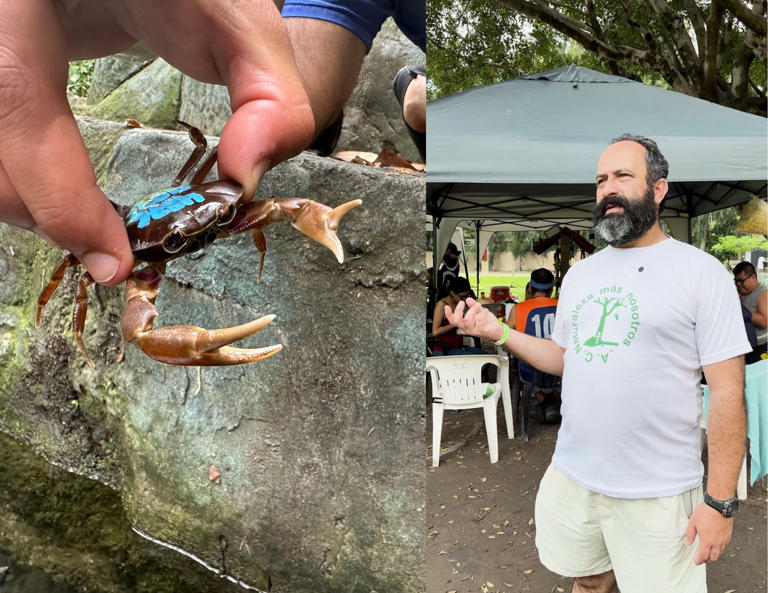 Los pequeños cangrejos de Morelos están en peligro por una especie ...