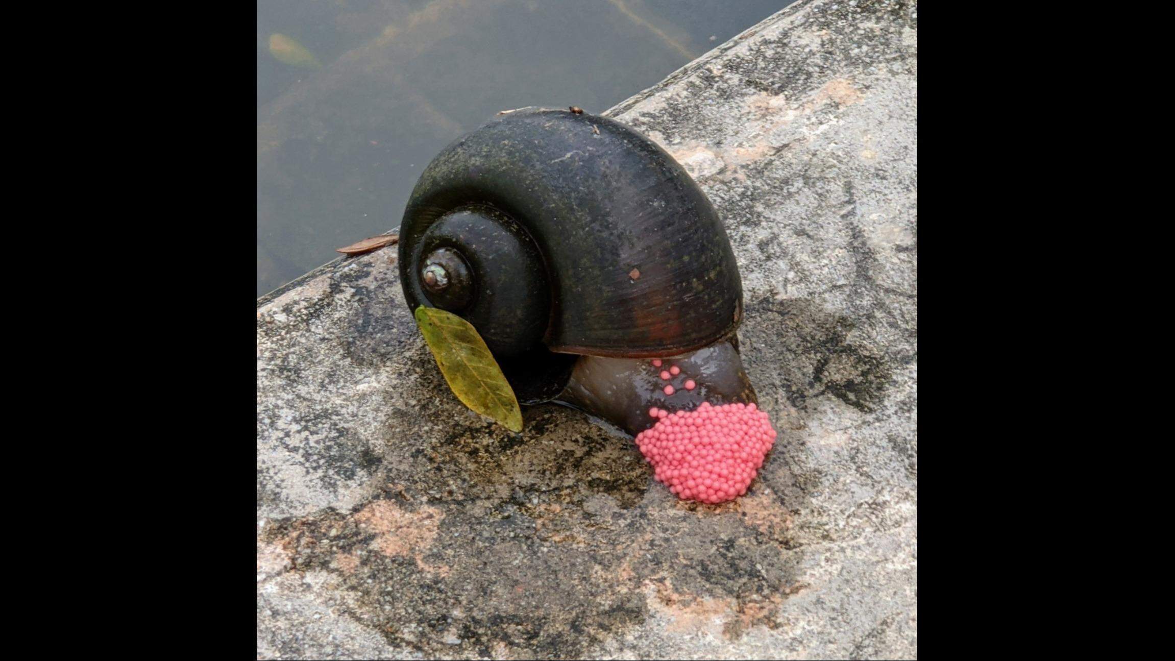 How should you cook invasive snails from Louisiana swamps? Very carefully