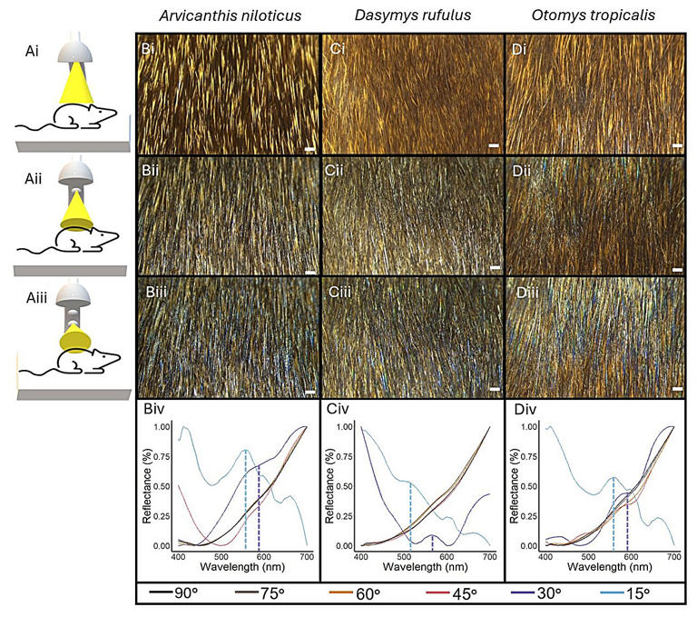 Iridescence is more widespread in mammals than originally thought ...