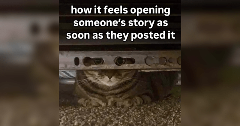 'I cleaned the litter box for you': Funniest cat memes for feline ...