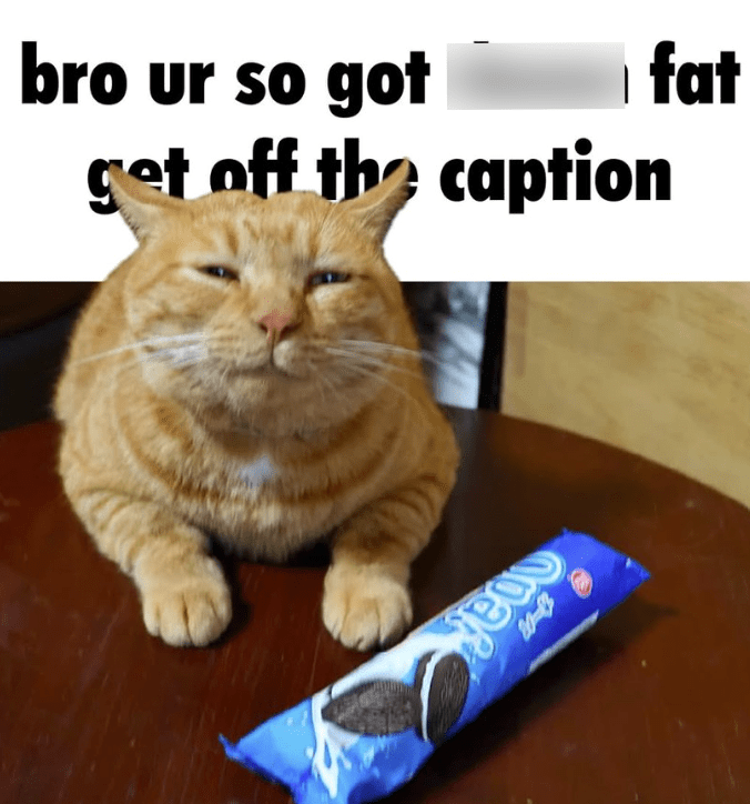 'I cleaned the litter box for you': Funniest cat memes for feline ...
