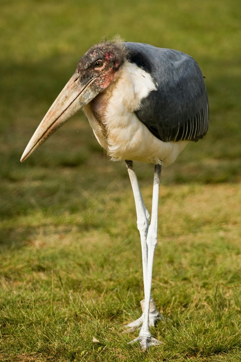 The Largest Flying Birds In The World
