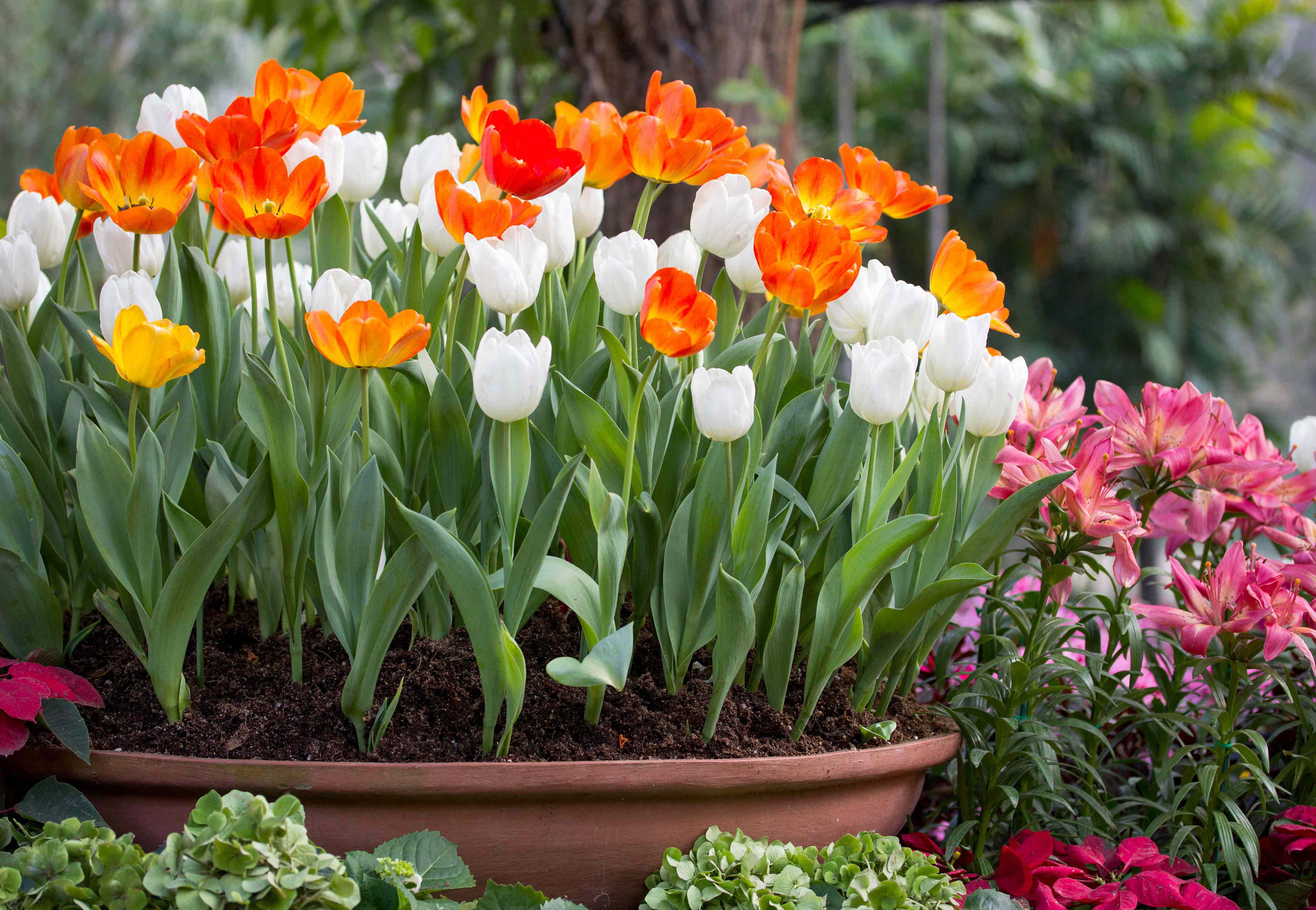 How to Layer Bulbs in Containers for Continuous Blooms All Spring