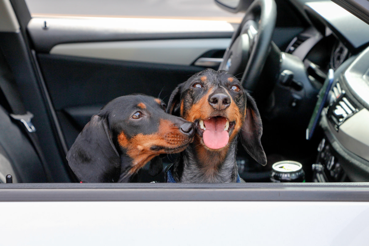 Dachshunds Singing Along to "Sweet Child O' Mine" in Unison Is ...