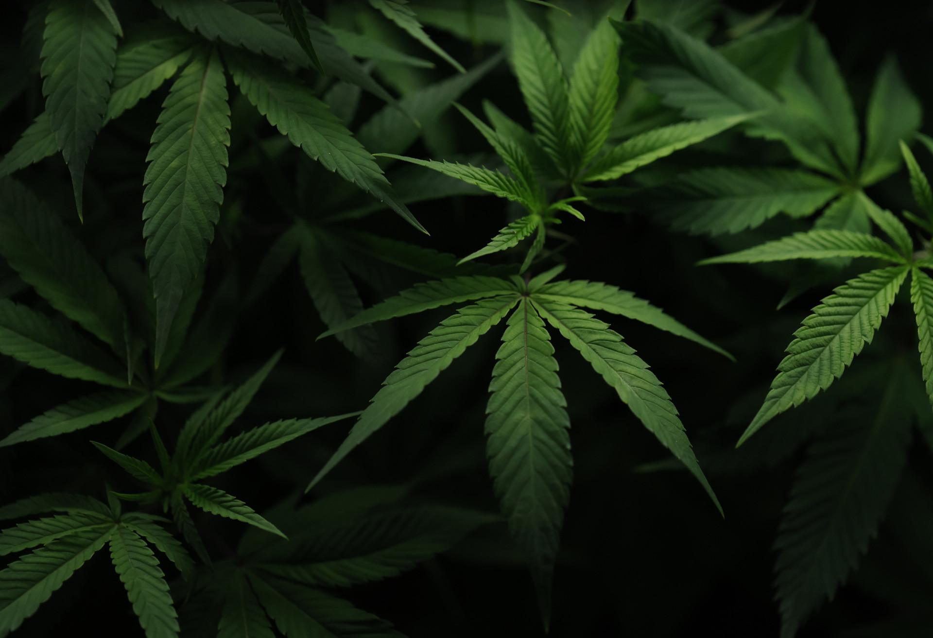 What do religions say about marijuana?