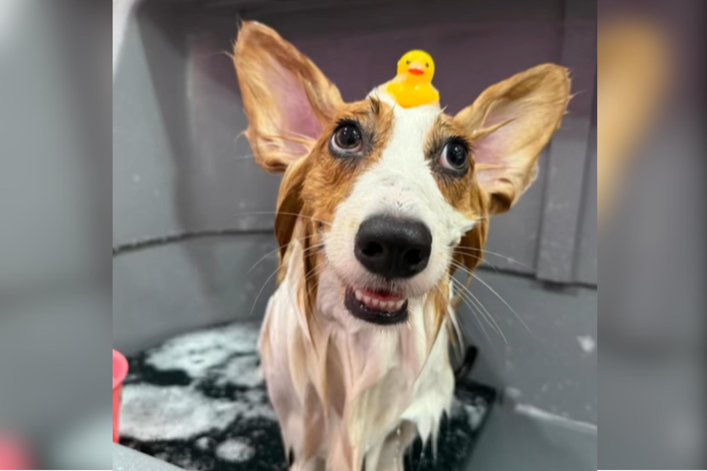 Owner wanted dog updates during grooming—can't cope with what they sent