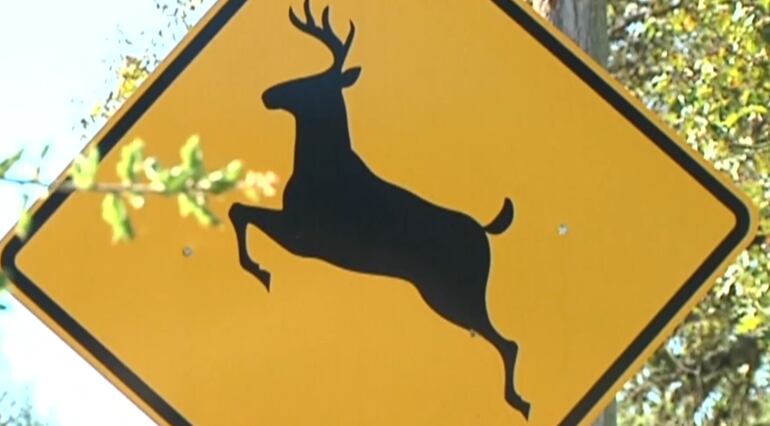 One hospitalized in car-deer collision early Wednesday in Lyon County