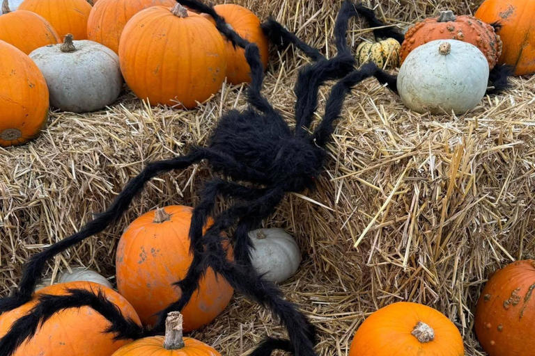 Nine places in Northamptonshire where you can pick your own pumpkin or ...