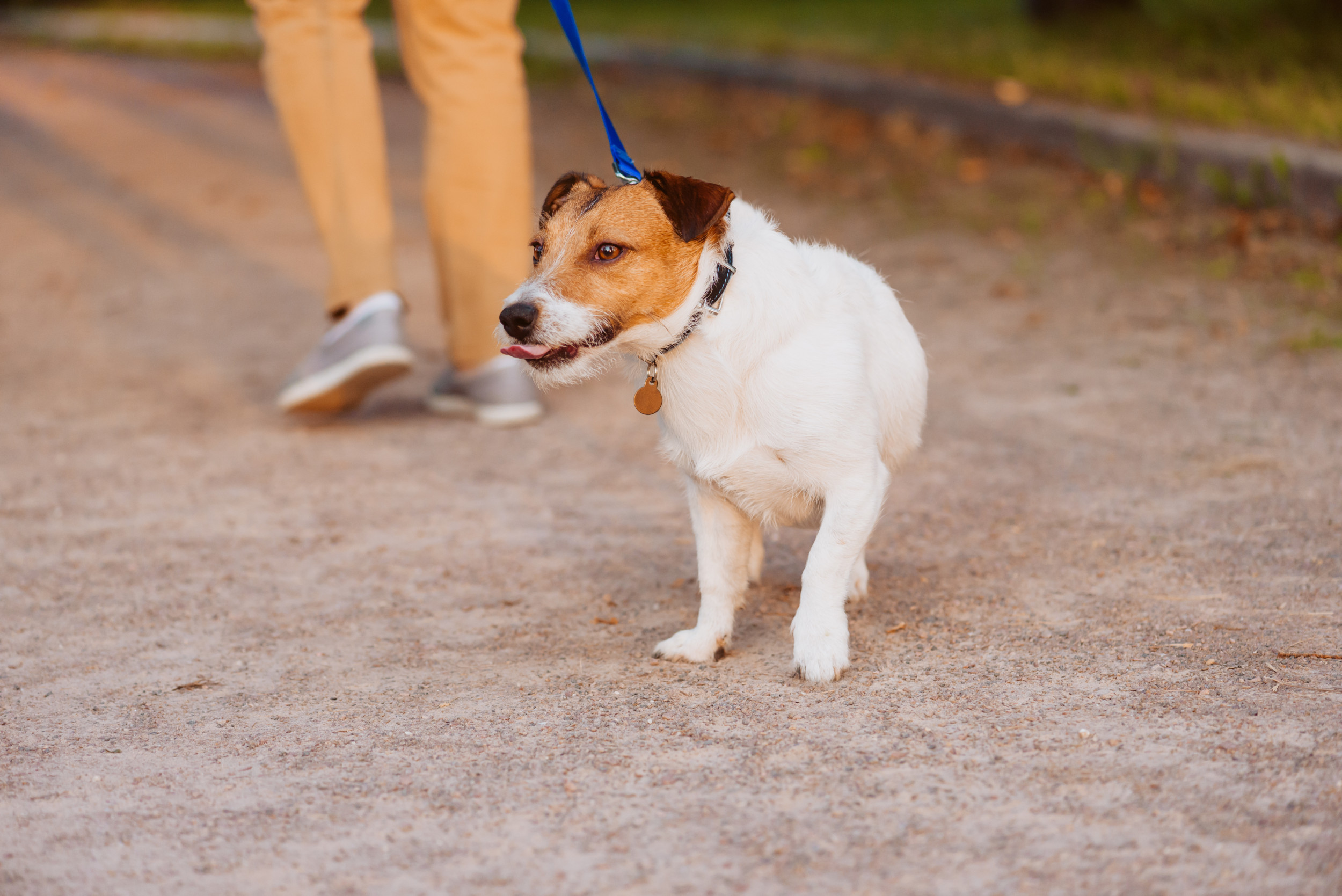 Woman received warning about dog's "energy"—not prepared for daily reality