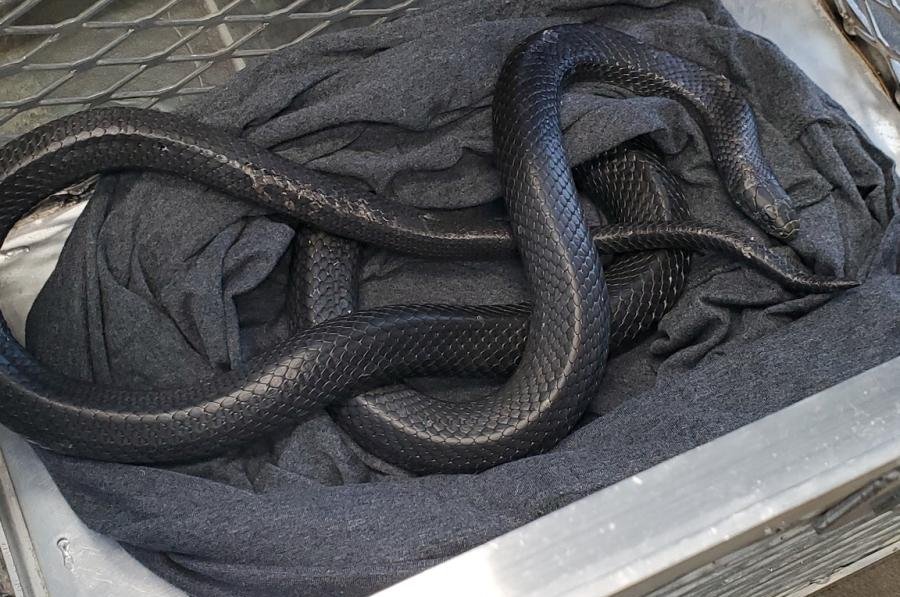 Look: Exotic snake found wandering loose along Ontario road