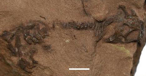 242-million-year-old fossil reveals unexpected secrets of the oldest ...