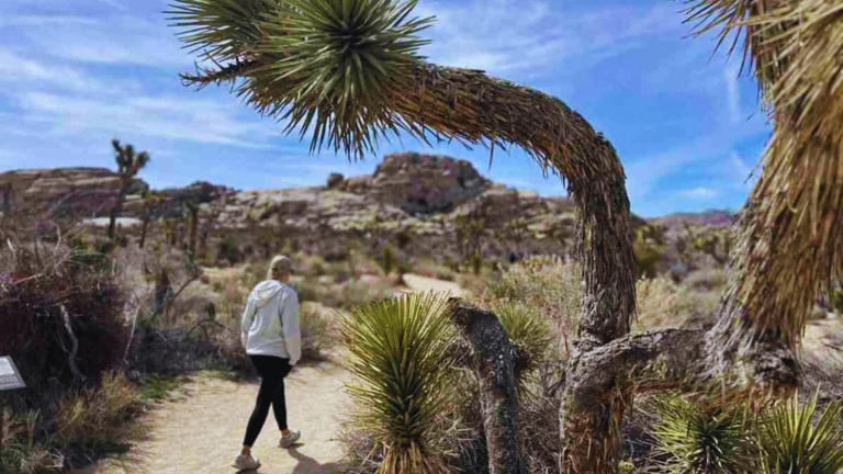 9 Types of Travelers Who Will Fall in Love with Joshua Tree National Park