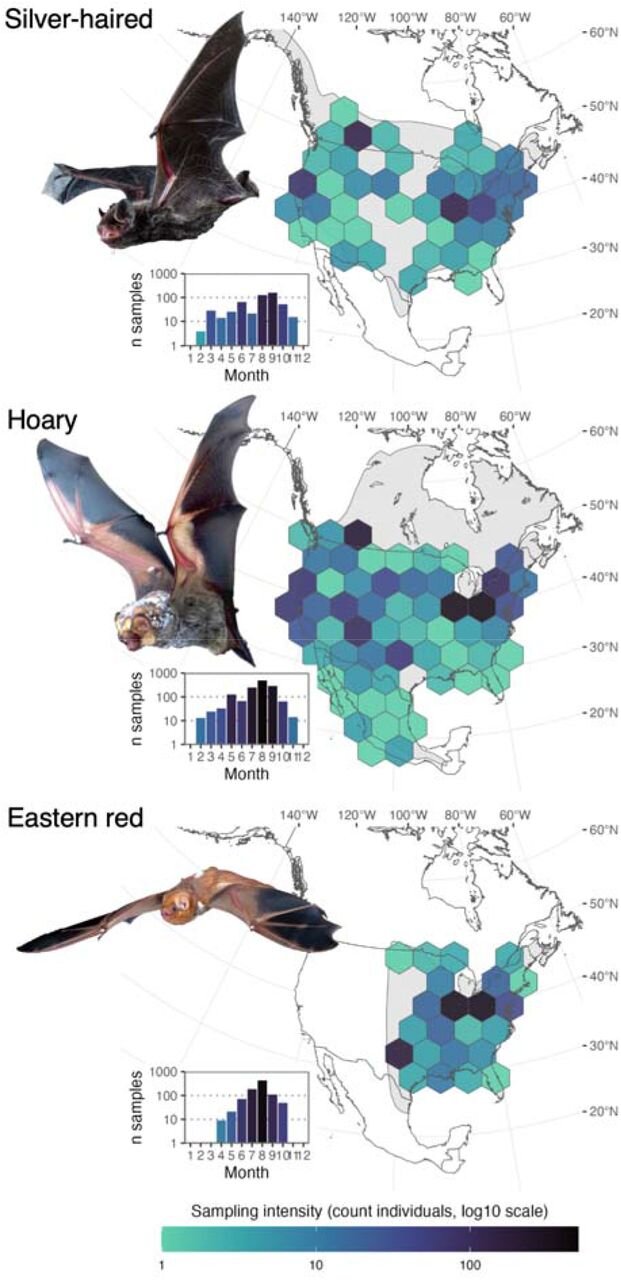 Bats on the move: Study reveals migration patterns behind wind turbine ...