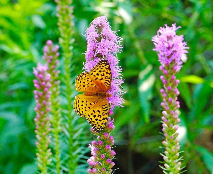 What are native plants and where to find them