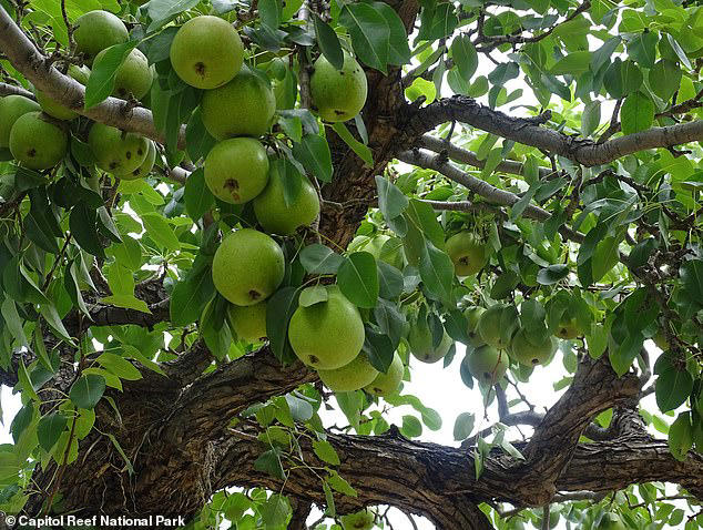 Tourists at Utah's historic orchards are left bitterly disappointed by ...