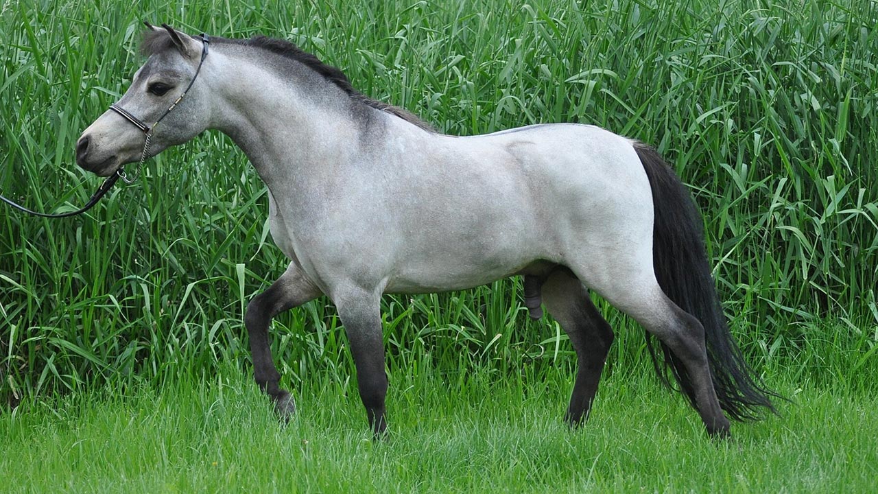 7 mini horse breeds that win everyone over
