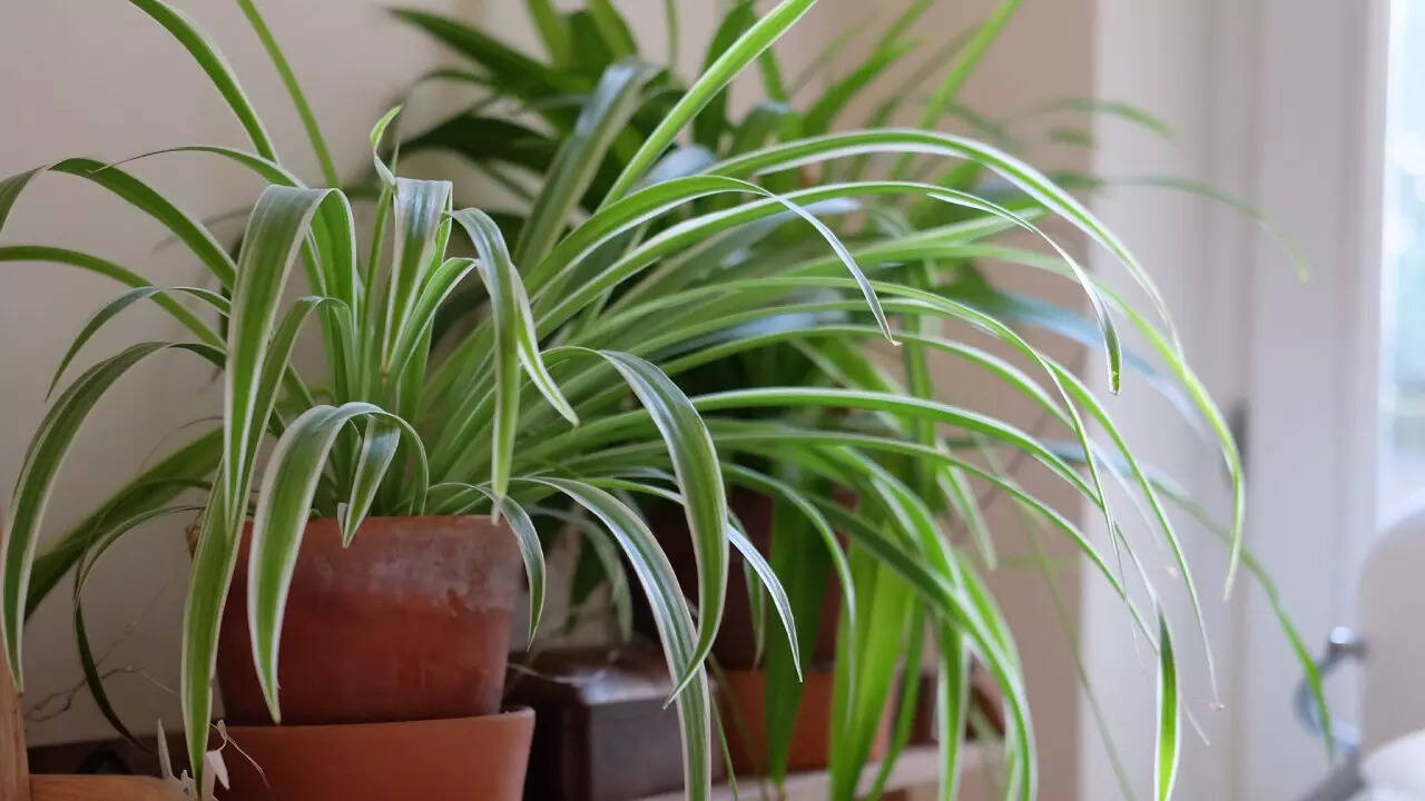 6 air-purifying plants perfect for small apartments