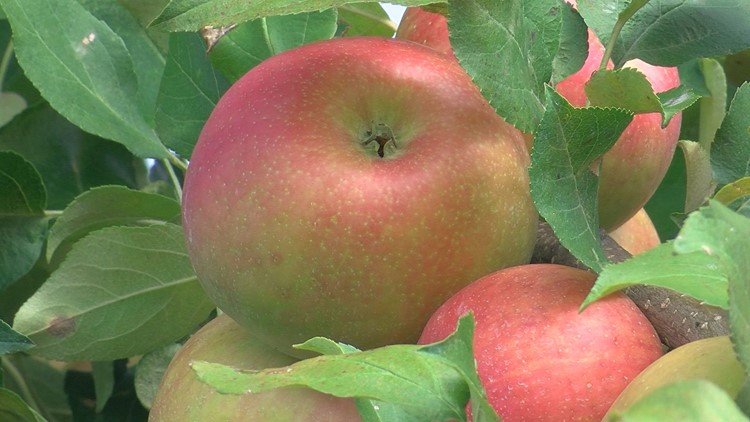 Your apple orchard, pumpkin patch guide to northwest Ohio and southeast ...