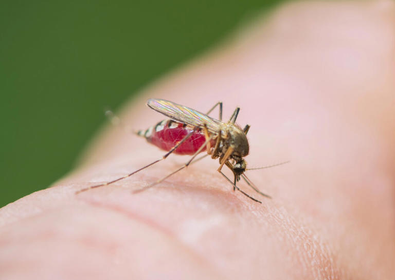 Mosquitoes Love Beer Drinkers, Says Wild Dutch Study