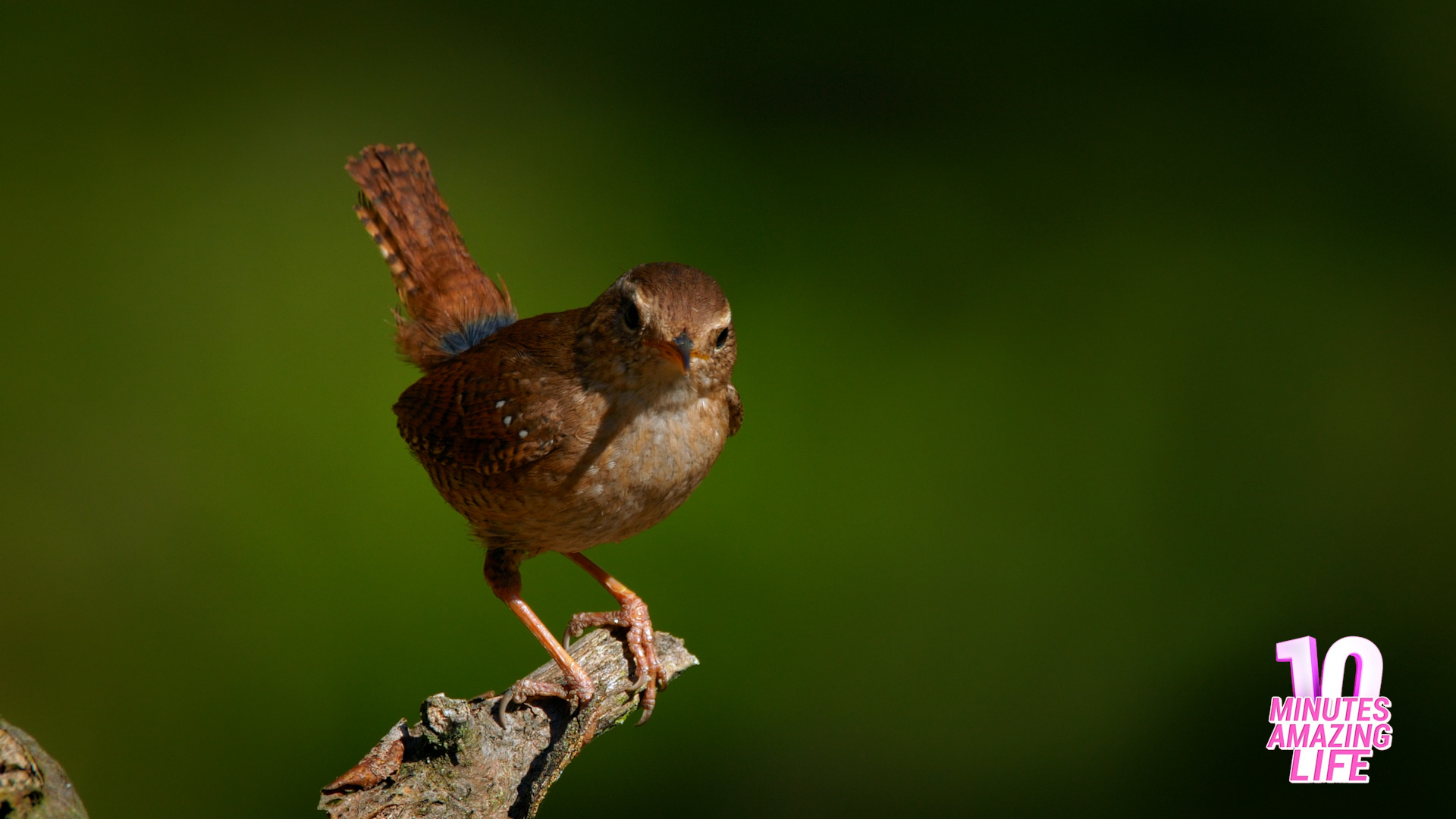 Eurasian wren standing on a branch