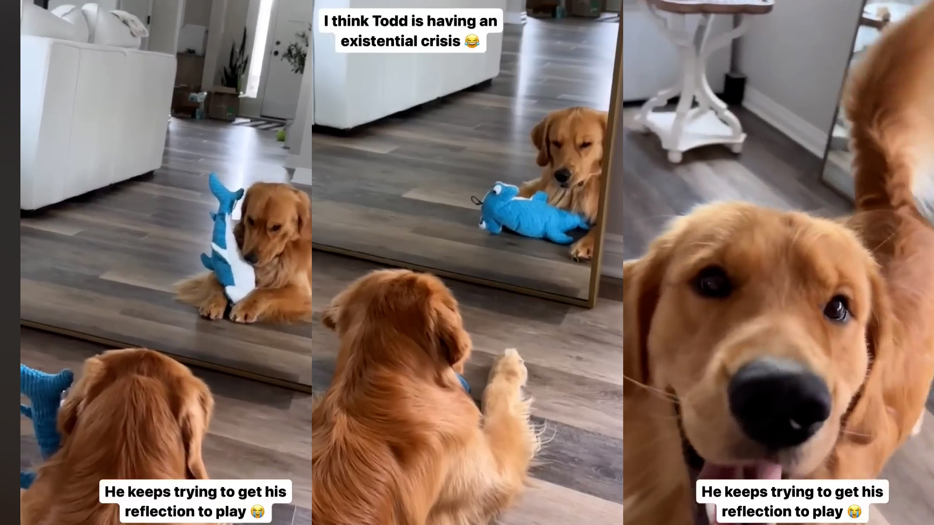 Puppy Confused by the Mirror