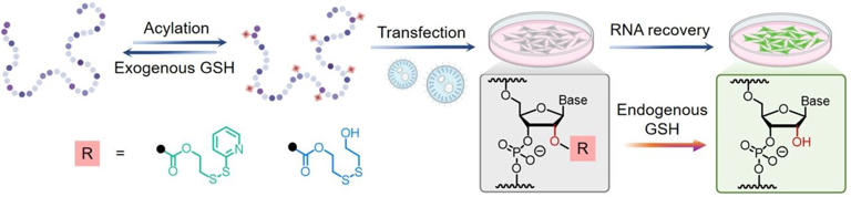 Triggering RNA activation on demand: Strategy expands options for ...