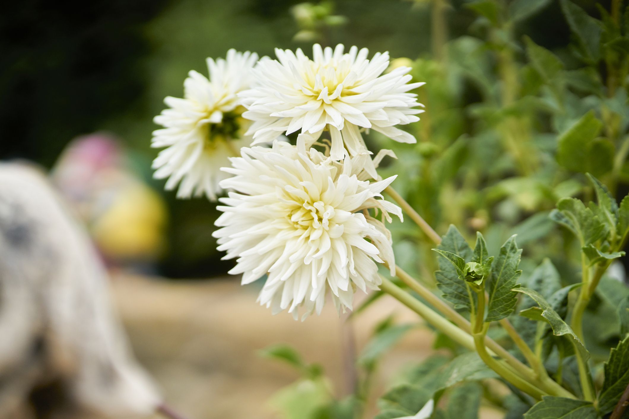 These 12 timeless white flowers will instantly elevate your garden—and ...