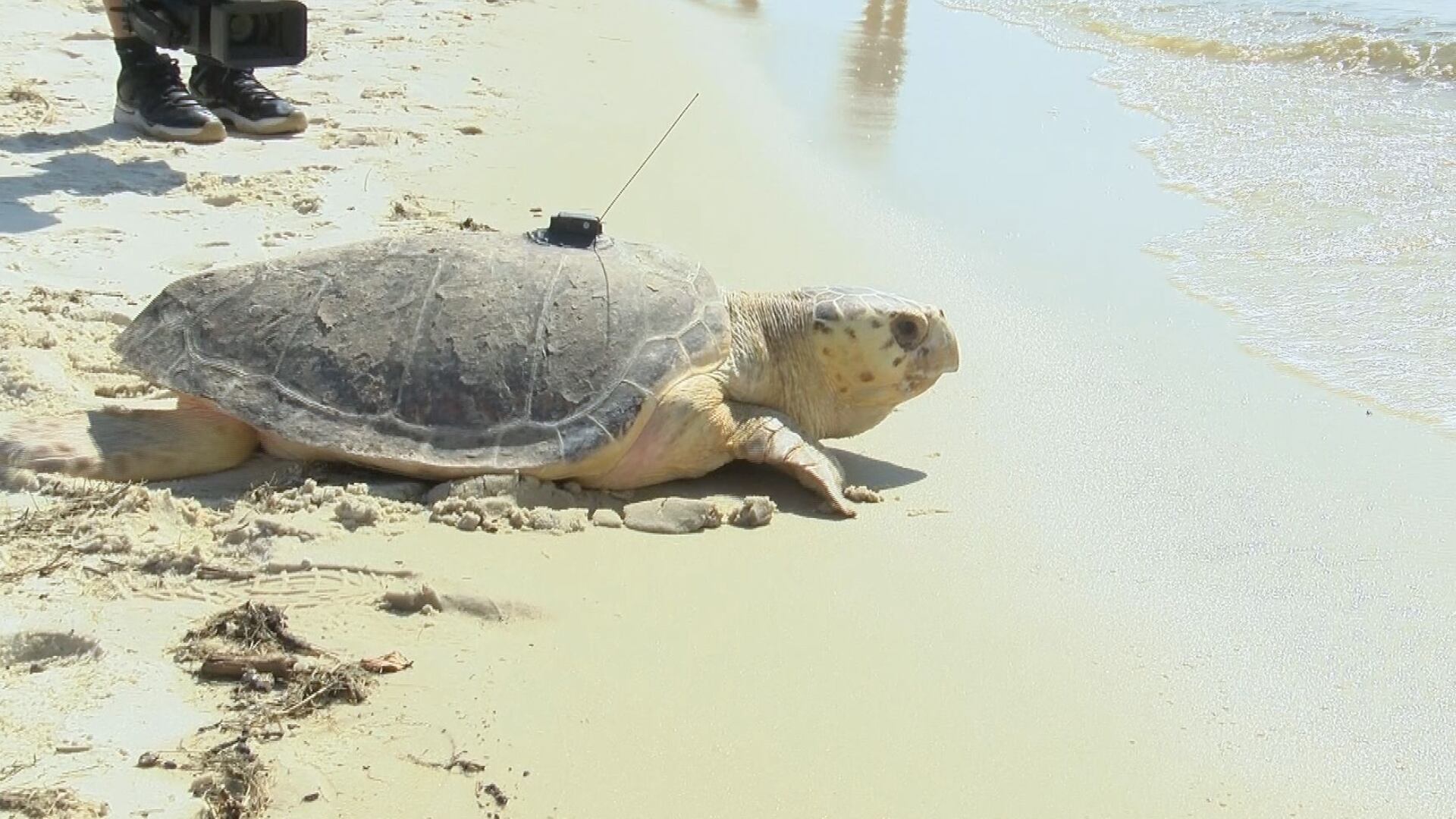 Three rescued sea turtles released into Mississippi Sound