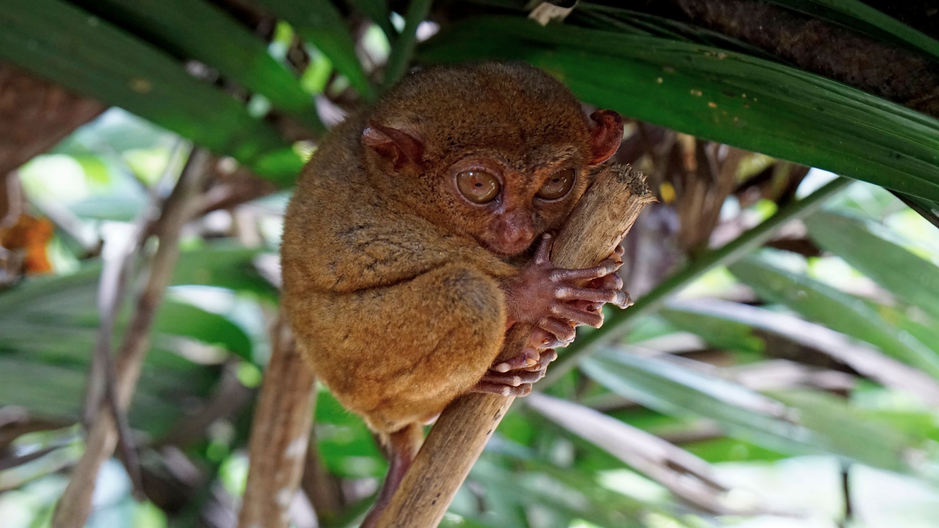 Tiny Animals That Could Fit In The Palm Of Your Hand