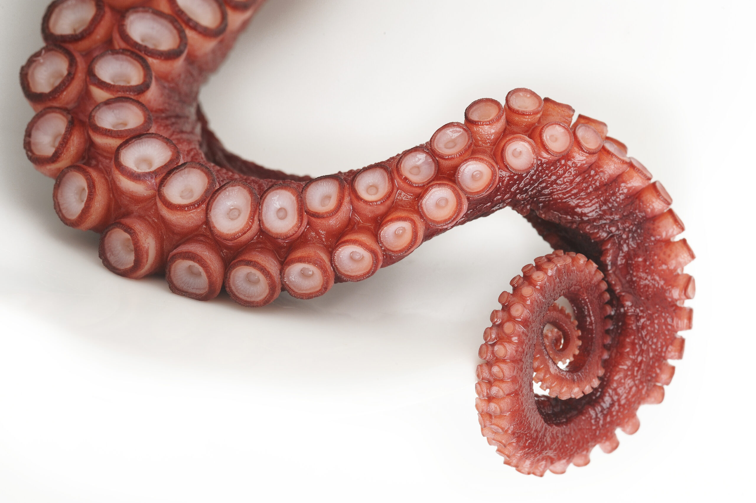 This Octopus Useless Box is the most adorable pointless gadget ever made