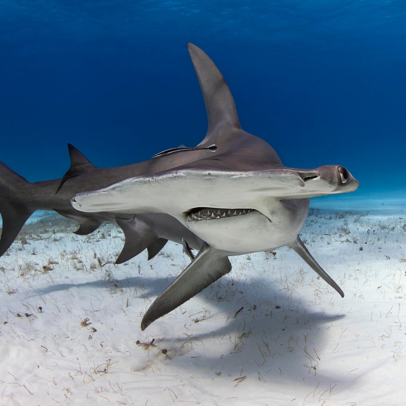 Endangered shark meat sold under misleading labels in the U.S., study finds