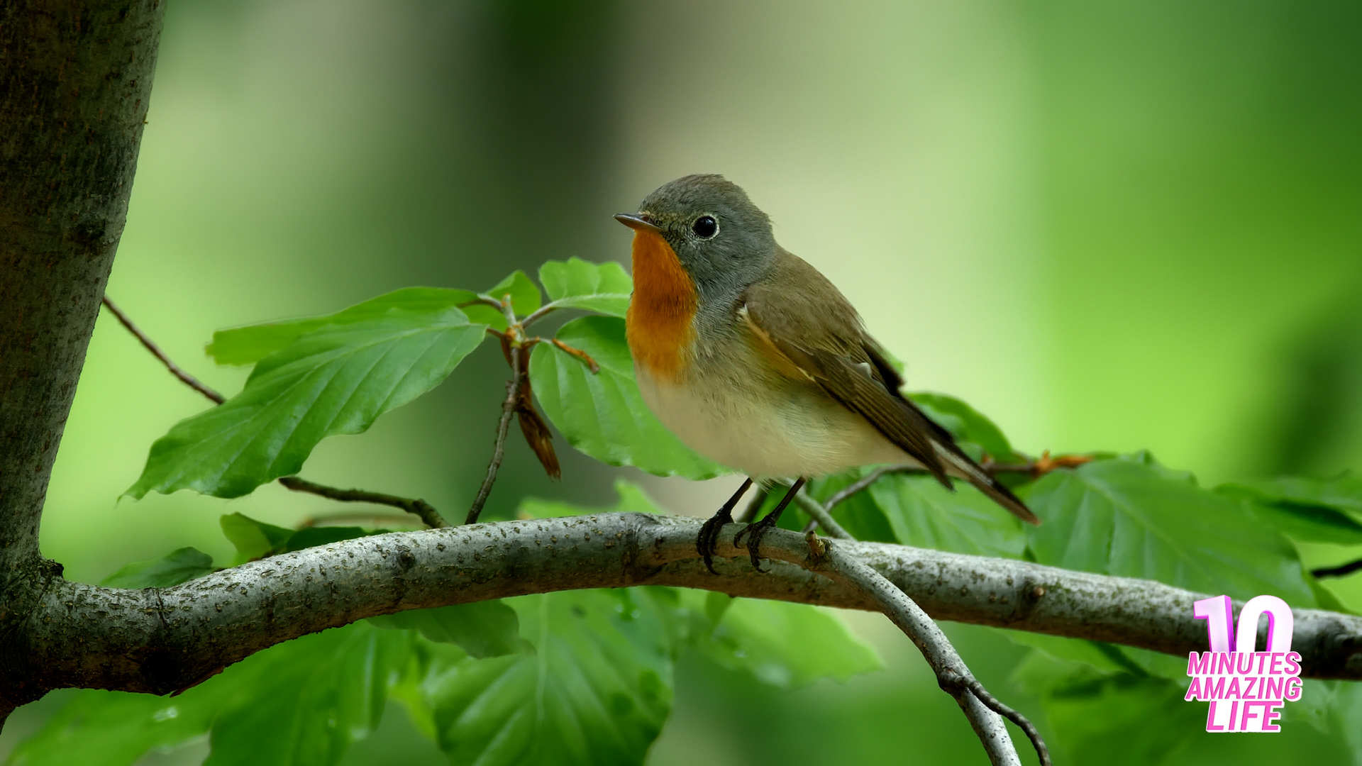 Red breasted flycatcher resting on a branch