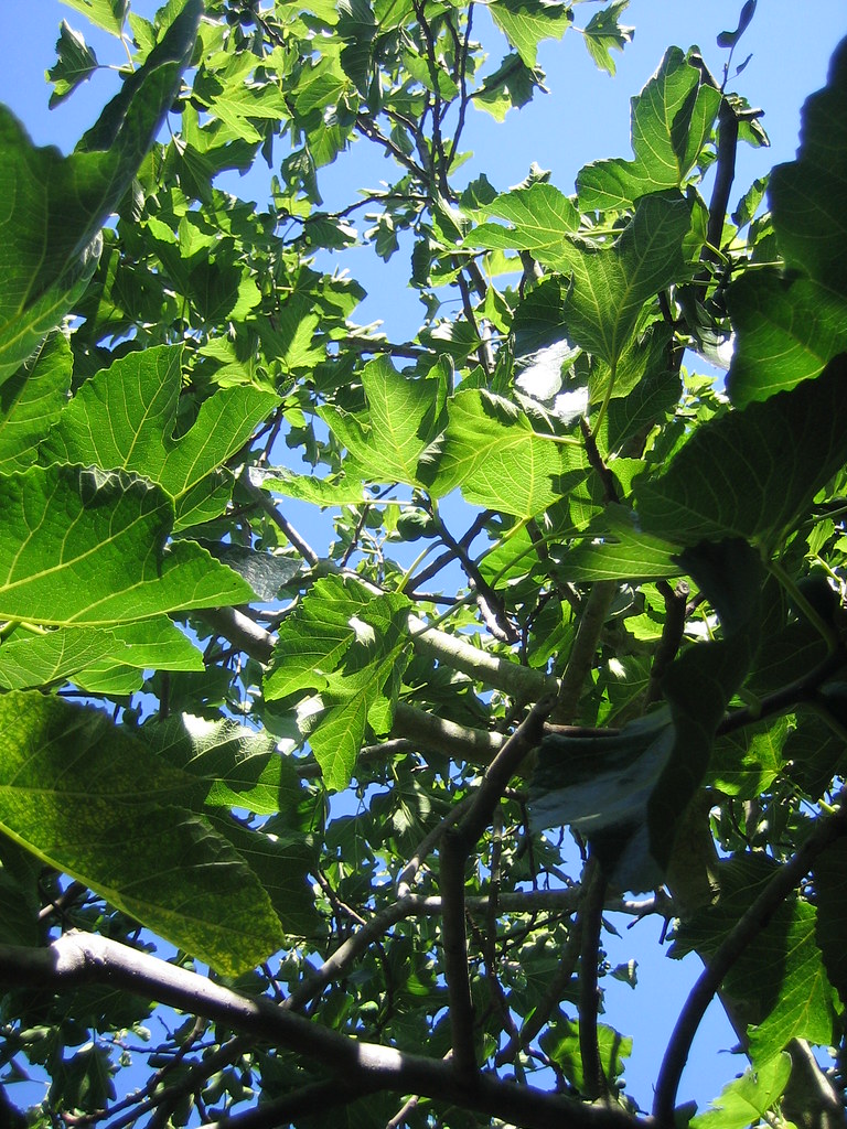 The Carbon Cycle Works Like A Recycling System For Air