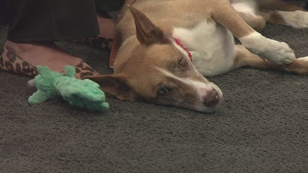 Home Sweet Home: Meet Maggie