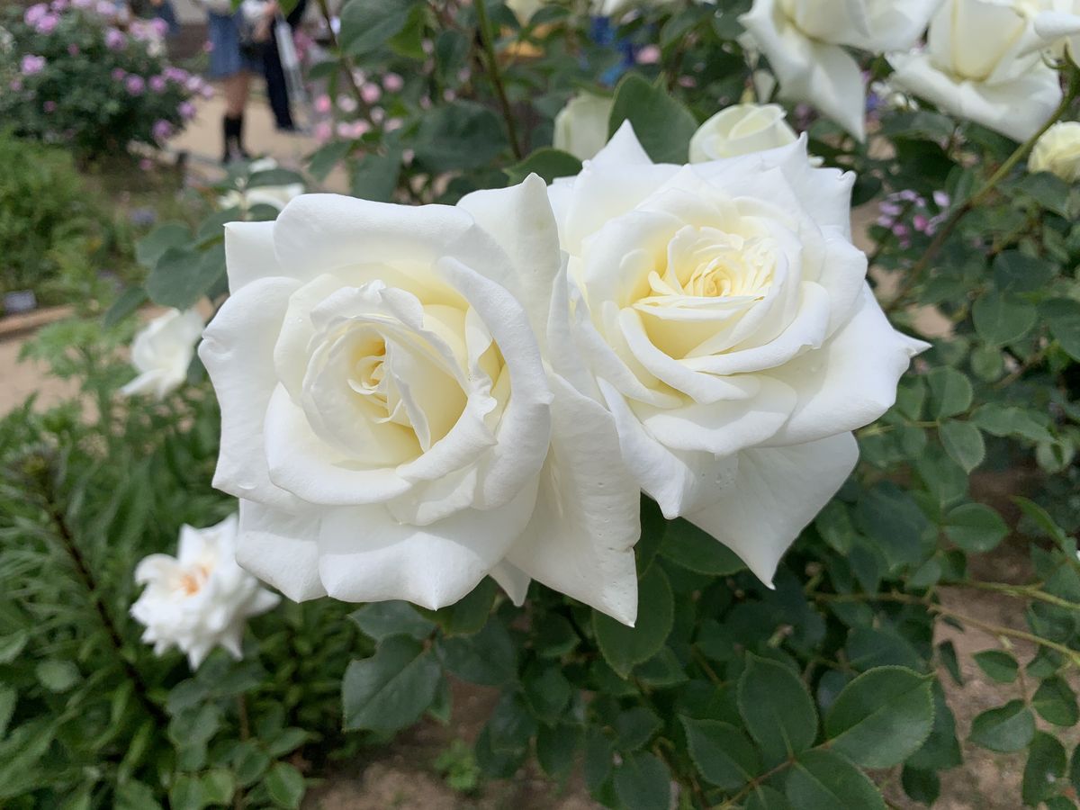 These 12 timeless white flowers will instantly elevate your garden—and ...