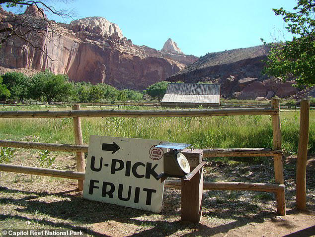 Tourists at Utah's historic orchards are left bitterly disappointed by ...
