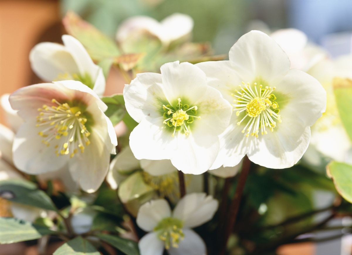 These 12 timeless white flowers will instantly elevate your garden—and ...