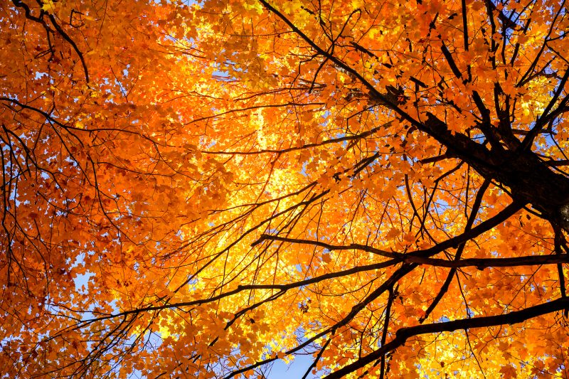 Where, when to see peak fall foliage in the Poconos